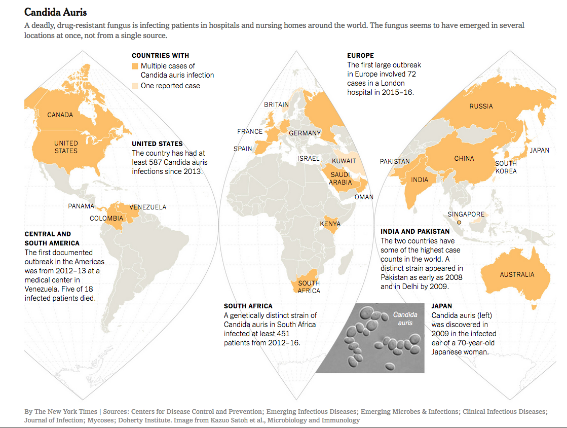 Candida Auris – aimergences